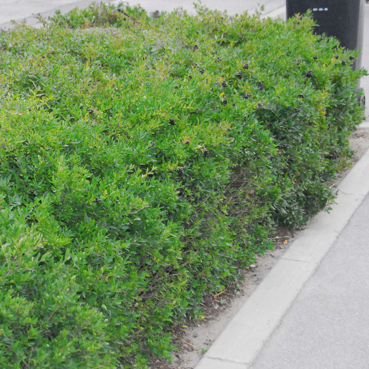Zwerg-Liguster - Ligustrum vulgare 'Lodense' - weiß