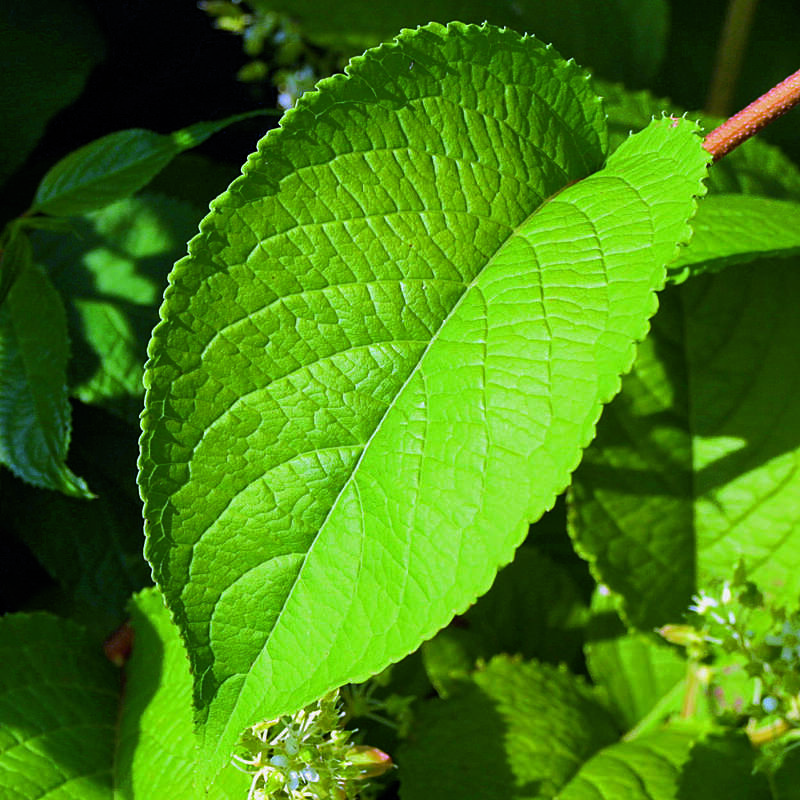 Dreiflügelfrucht - Tripterygium regelii - weiß