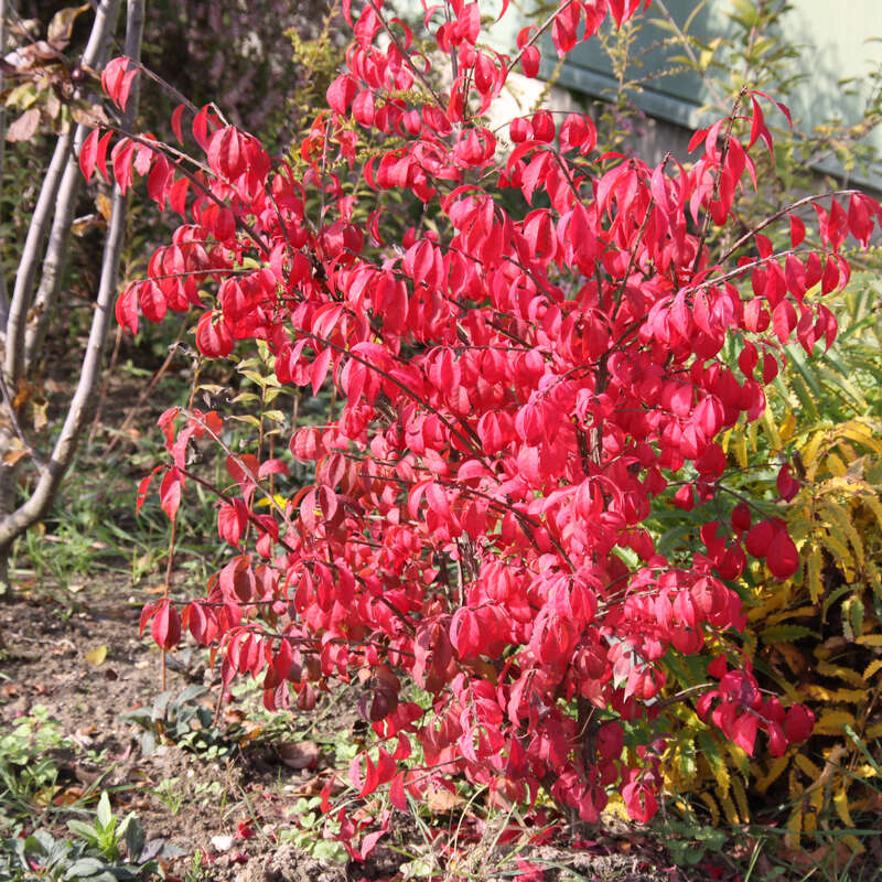 Korkflügel-Spindelstrauch - Euonymus alatus 'Rudy Haag'