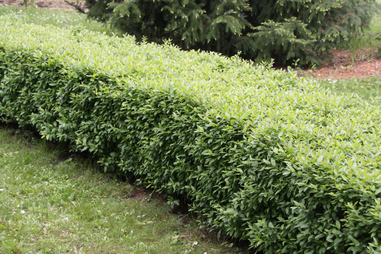 Zwerg-Liguster - Ligustrum vulgare 'Lodense' - weiß