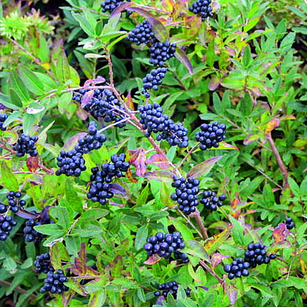 Zwerg-Liguster - Ligustrum vulgare 'Lodense' - weiß