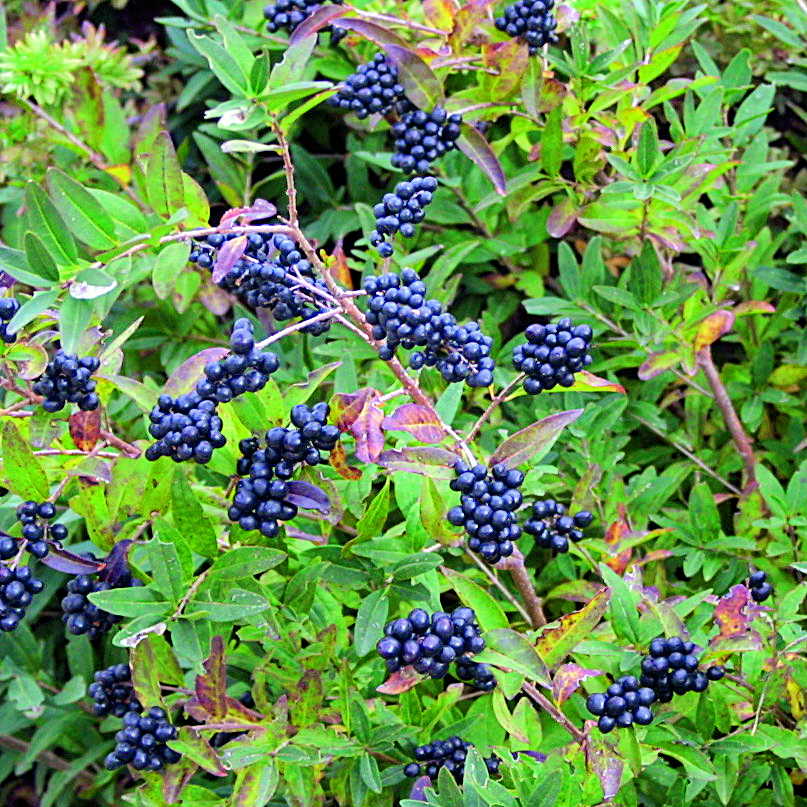 Zwerg-Liguster - Ligustrum vulgare 'Lodense' - weiß