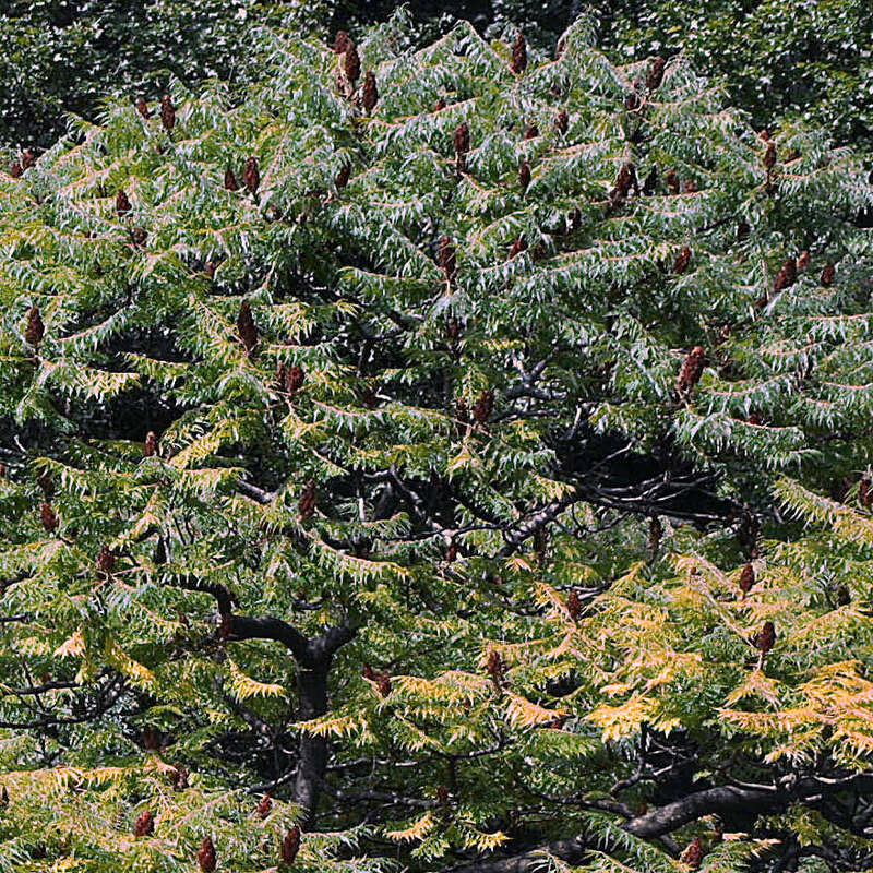 Essigbaum - Rhus typhina 'Dissecta' - grün