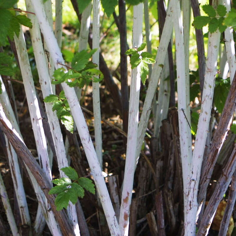 Tibetische Brombeere - Rubus thibetanus 'Silver Fern' - rosa