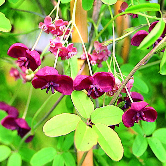Fünfblättrige Akebie - Akebia quinata - violett