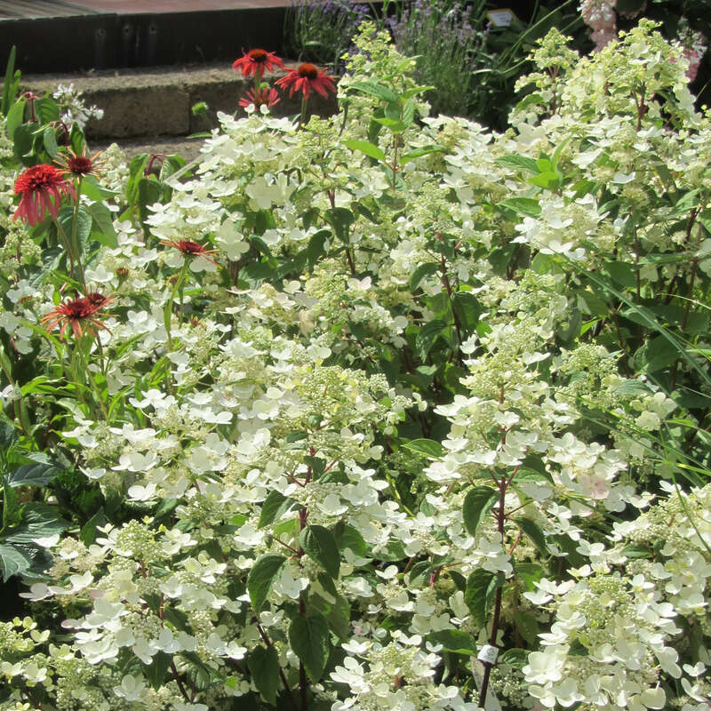 Rispenhortensie - Hydrangea paniculata 'Wim's Red' - weiß