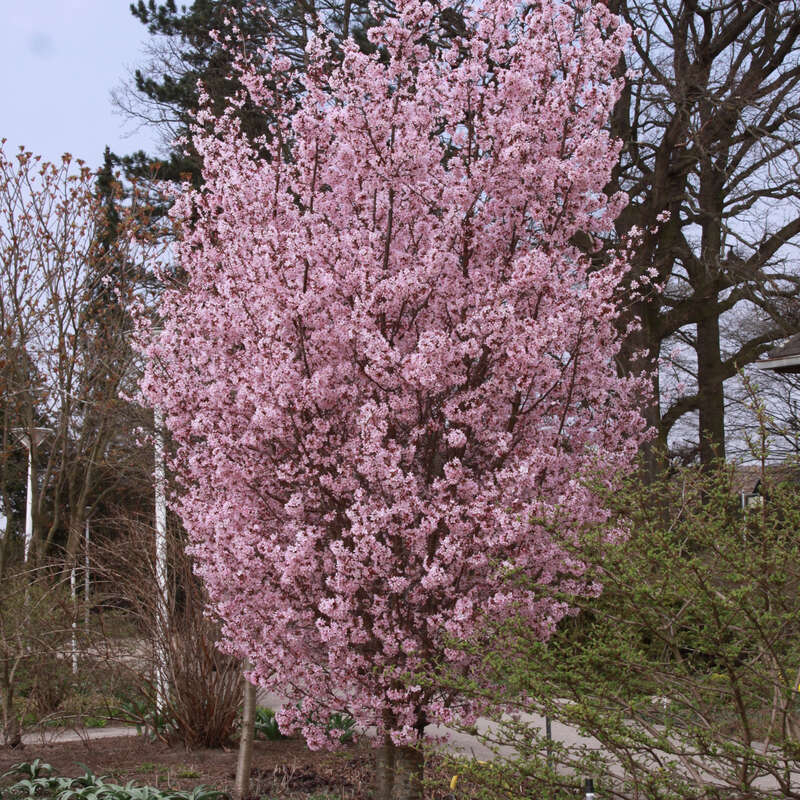 Kurilenkirsche - Prunus nipponica 'Ruby' - rosa