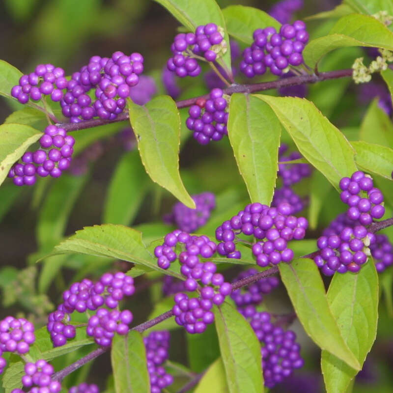 Schönfrucht - Callicarpa dichotoma 'Issai' - rosa