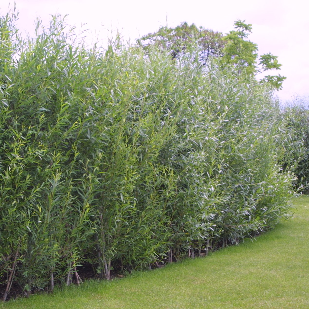 Flechtweide - Salix viminalis - grün