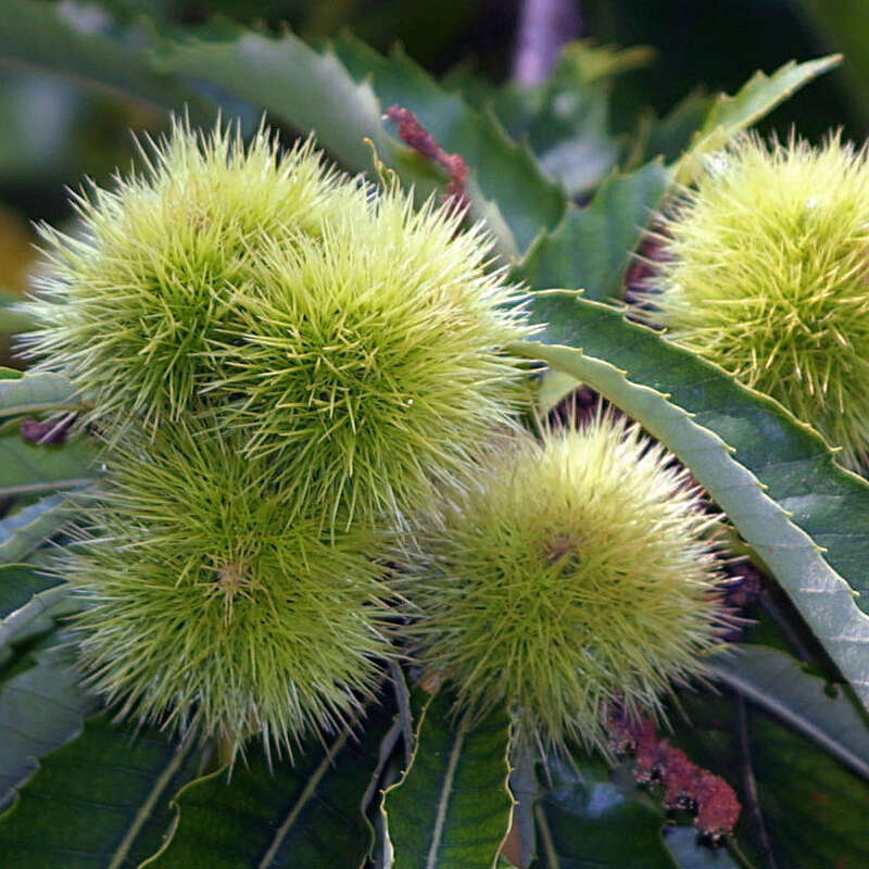 Edelkastanie, Maroni - Castanea sativa - grün