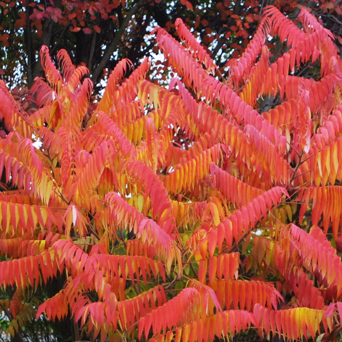 Essigbaum - Rhus typhina - grün