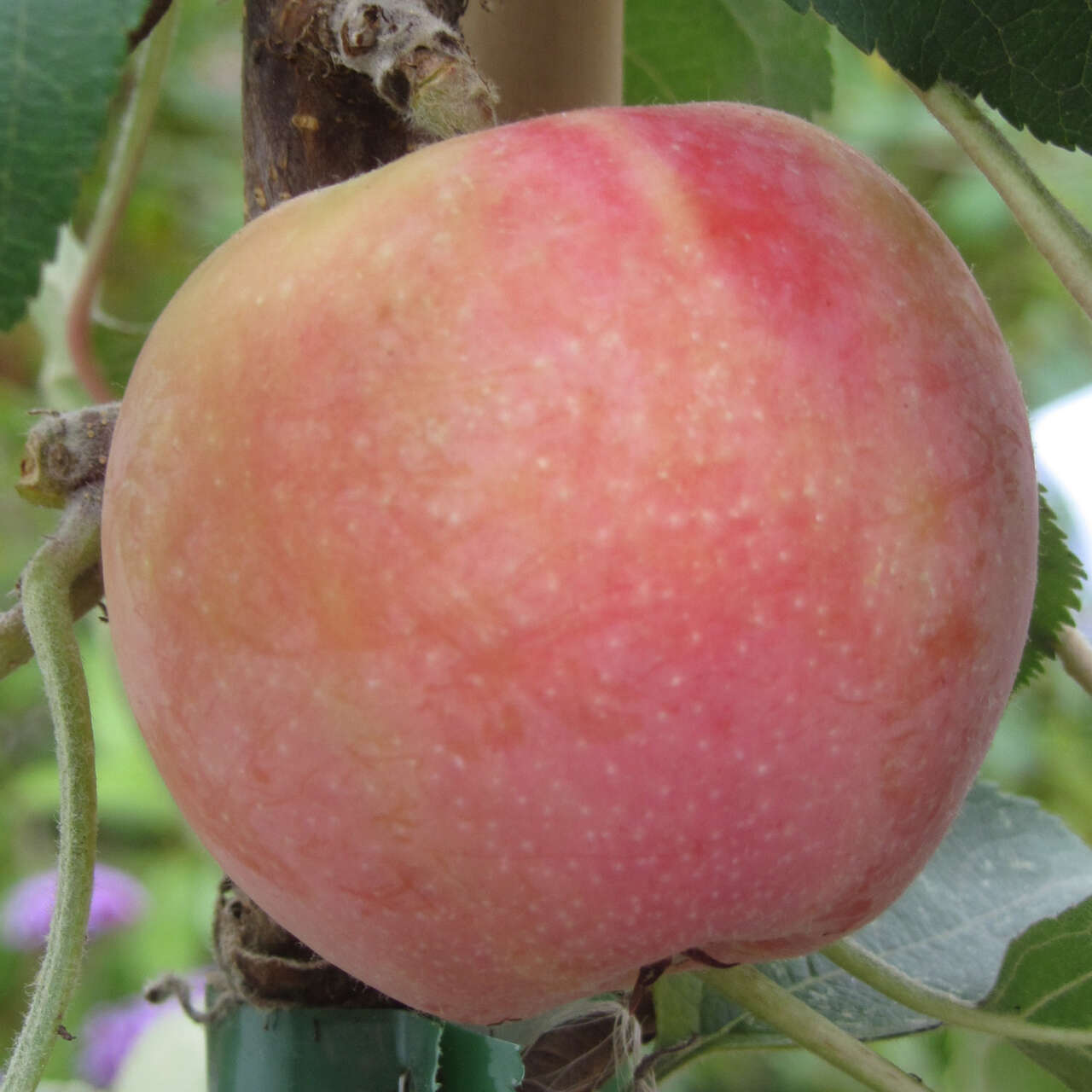Säulen-Zierapfel - Malus 'Maypole' - rosa