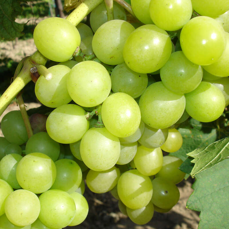 Weinrebe - Vitis vinifera 'Königin der Weingärten'