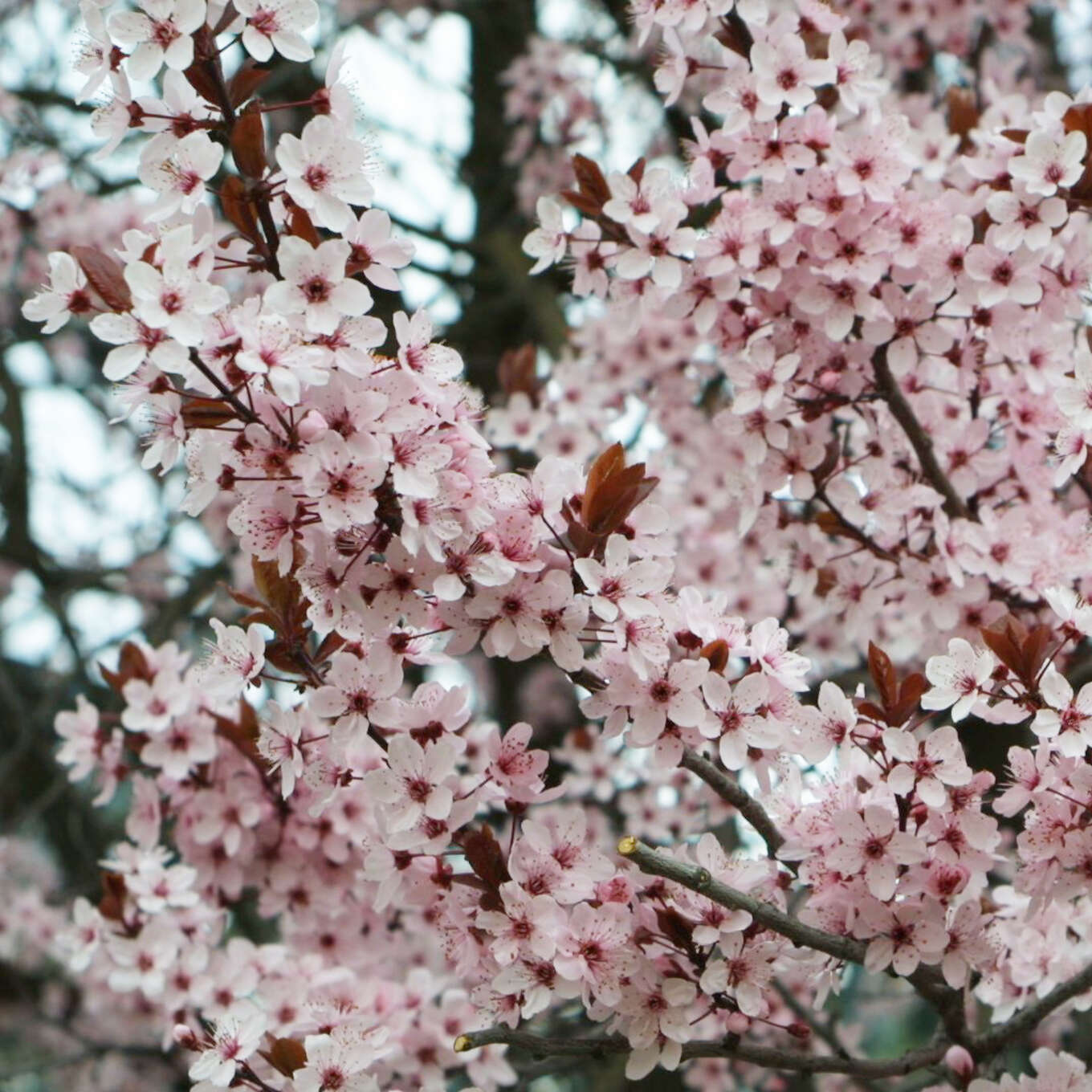 Blutpflaume - Prunus cerasifera 'Nigra' - rosa