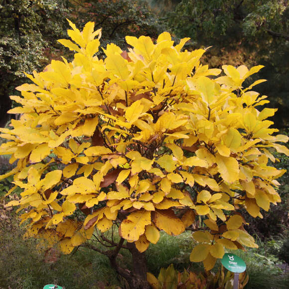 Pontische od. Armenische Eiche - Quercus pontica - grün