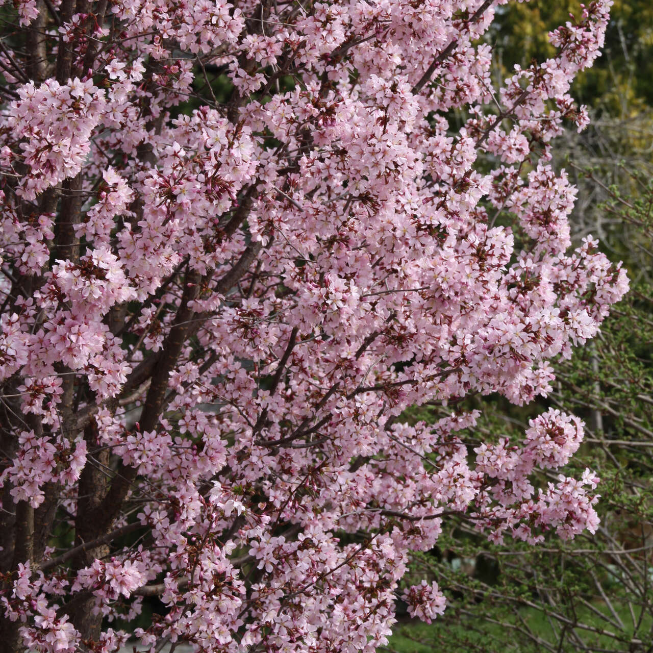 Kurilenkirsche - Prunus nipponica 'Ruby' - rosa
