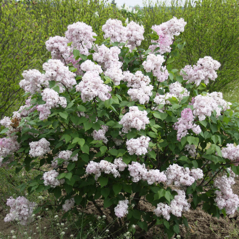 Edelflieder - einfachblühend - Syringa vulgaris 'Maiden's Blush' - rosa