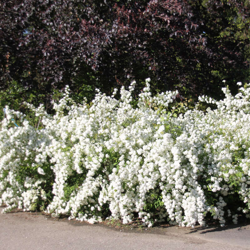 Gefülltblühende Brautspiere - Spiraea cantoniensis 'Lanceata' - weiß