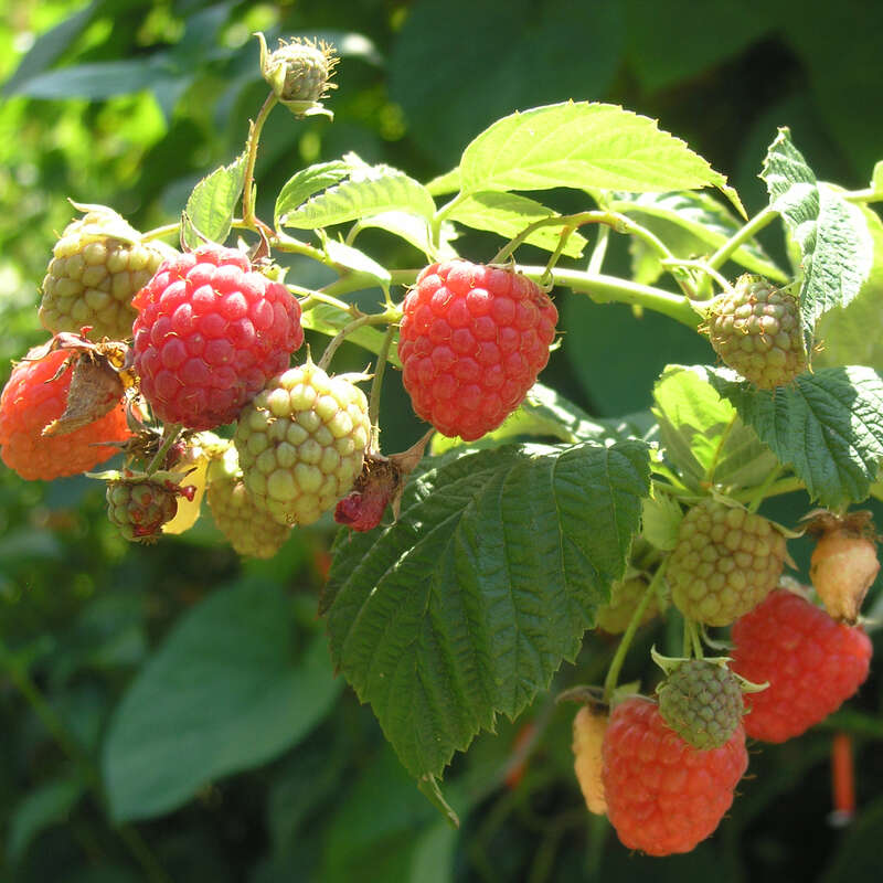 Himbeere - Rubus idaeus 'Himbo-Top'