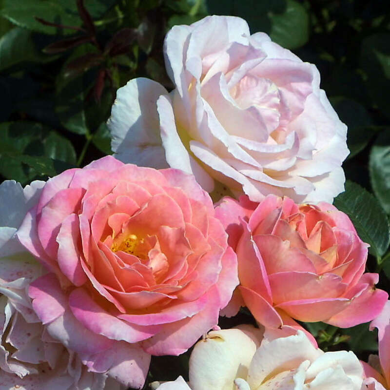 Moderne Edelrose - Rose 'Elle' - lachs