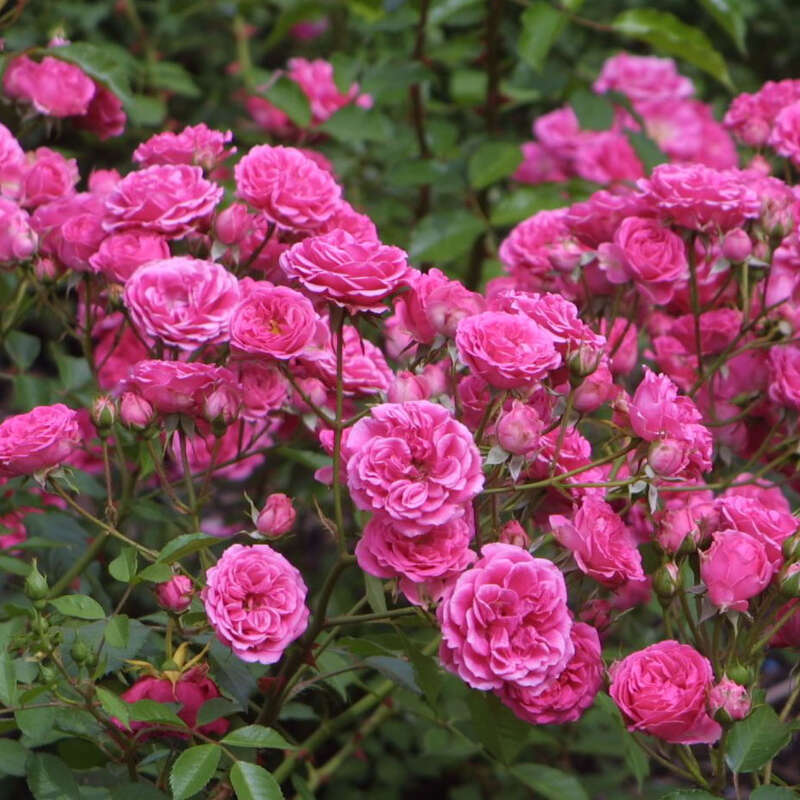 Moderne Strauchrose - Rose 'Elmshorn' - rosa