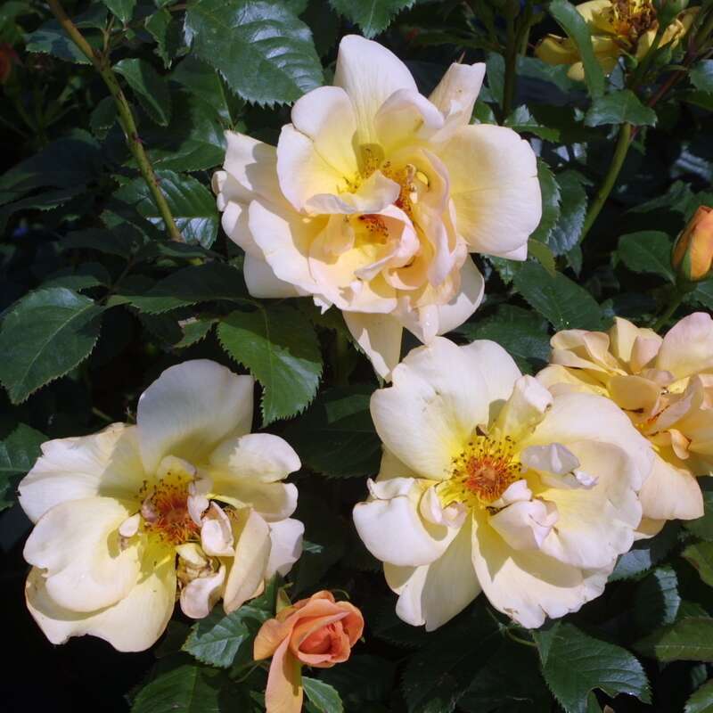 Historische Strauchrose - Rose 'Maigold' - gelb