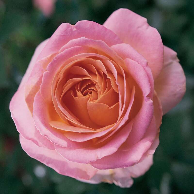 Moderne Edelrose - Rose 'Elle' - lachs