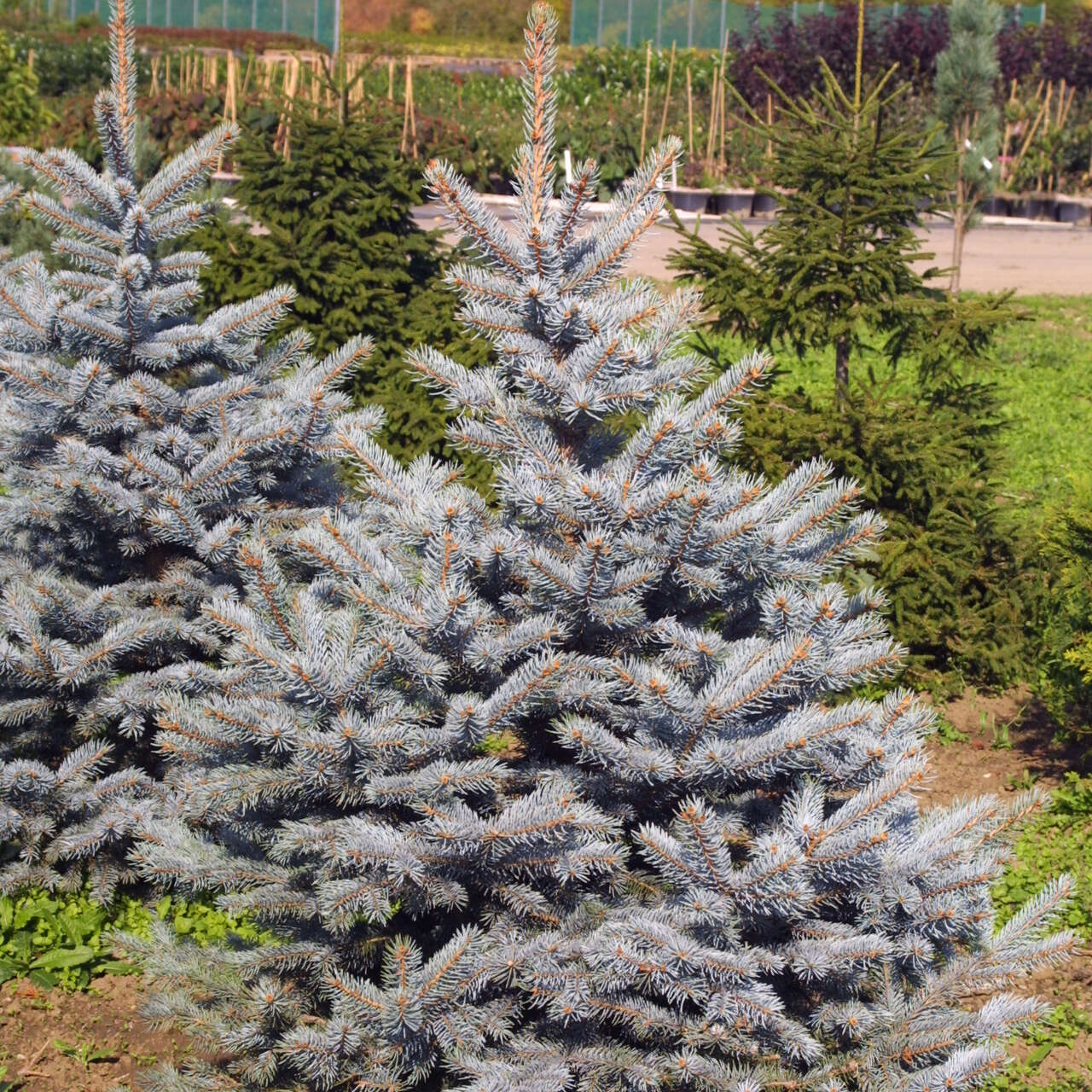 Blaufichte - Picea pungens 'Oldenburg' - grau/silbrig