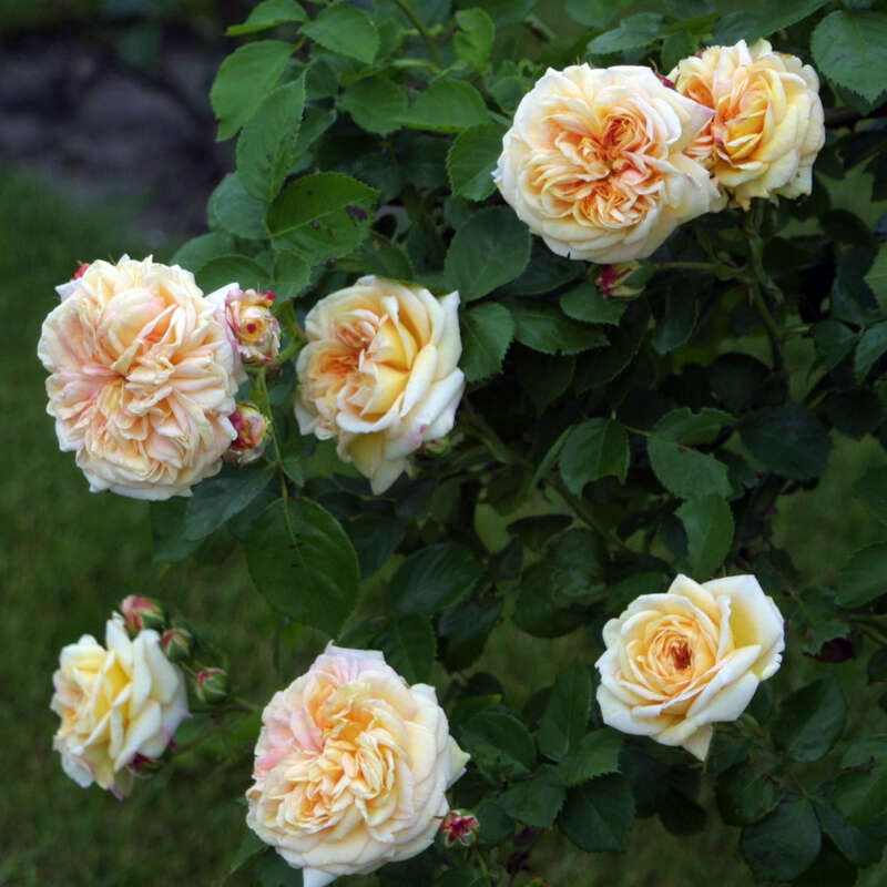 Historische Kletterrose - Rose 'Alchymist' - lachs