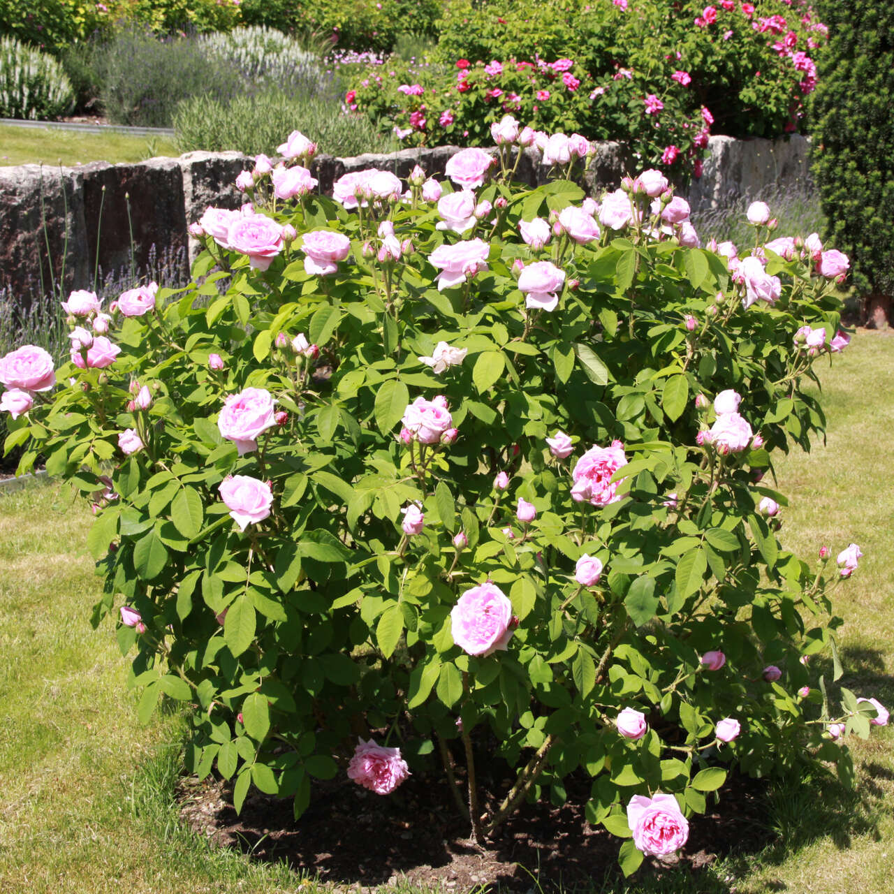 Historische Strauchrose - Rose 'Comte de Chambord' - rosa