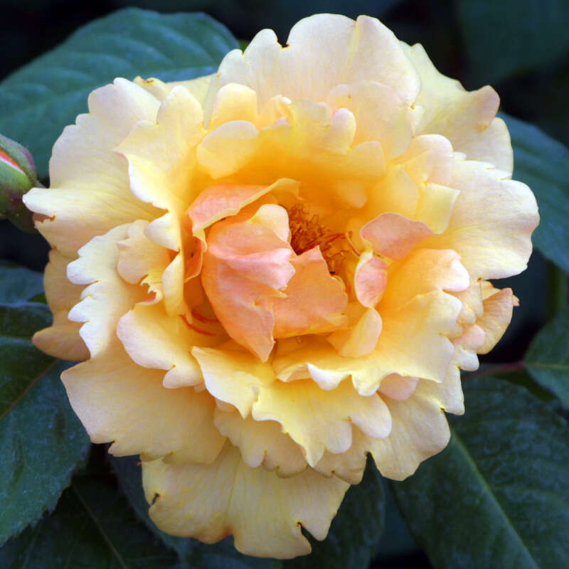 Moderne Strauchrose - Rose 'Postillion' - gelb