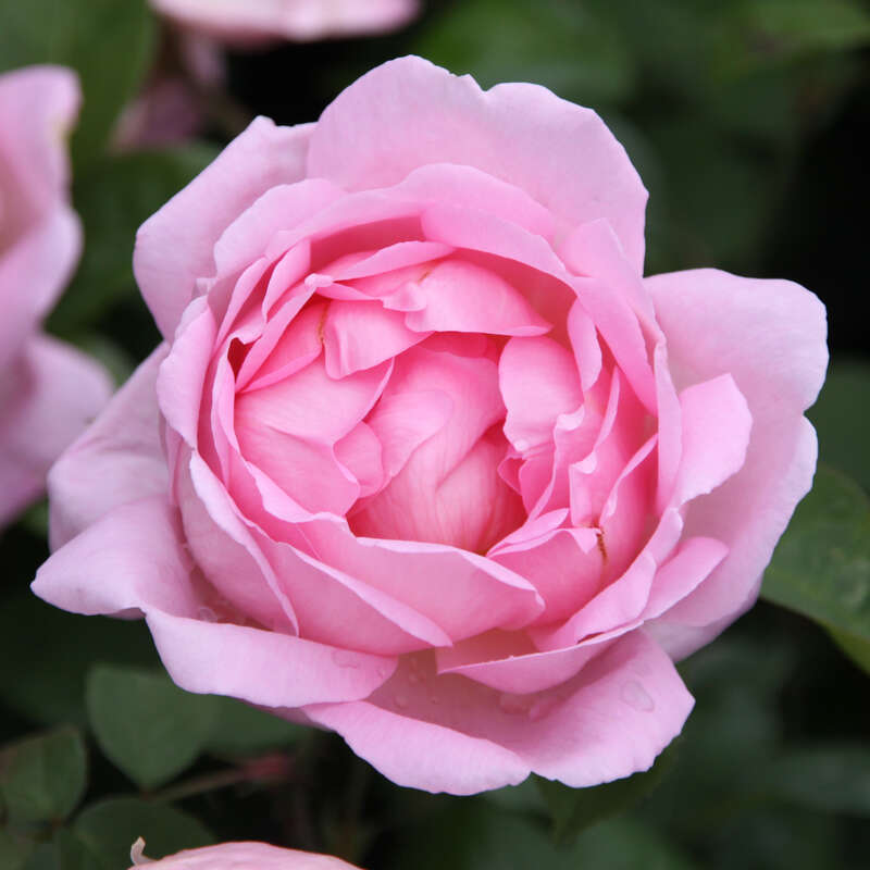 Englische Strauch-, Kletterrose - Rose 'Constance Spry' - rosa