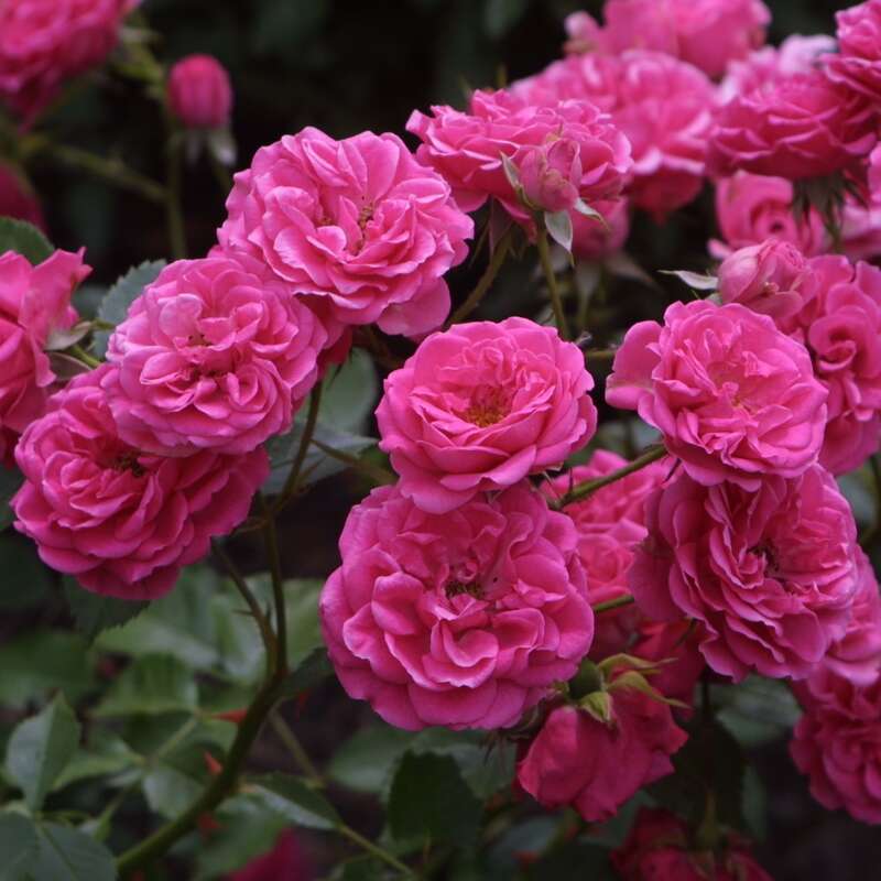 Moderne Strauchrose - Rose 'Elmshorn' - rosa