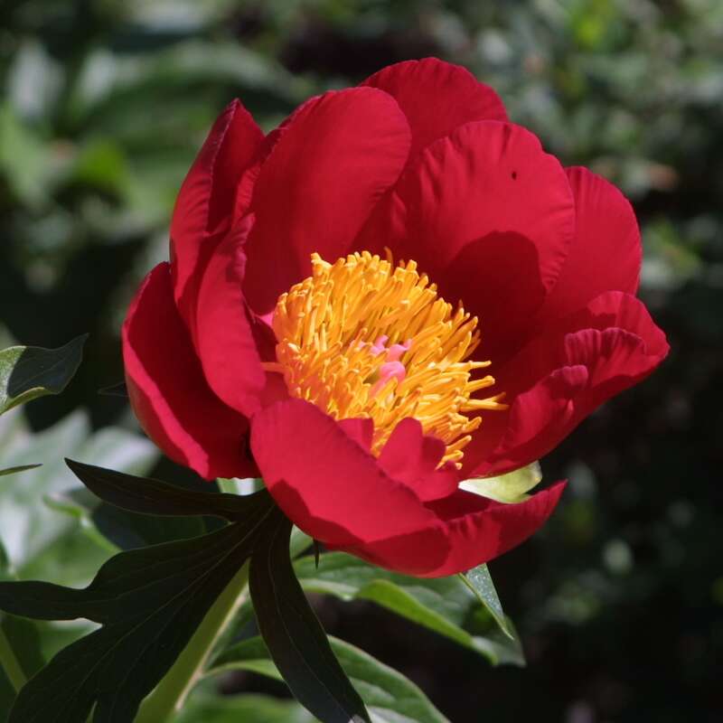 Pfingstrose - Paeonia lactiflora 'Scarlett O'Hara' - rot