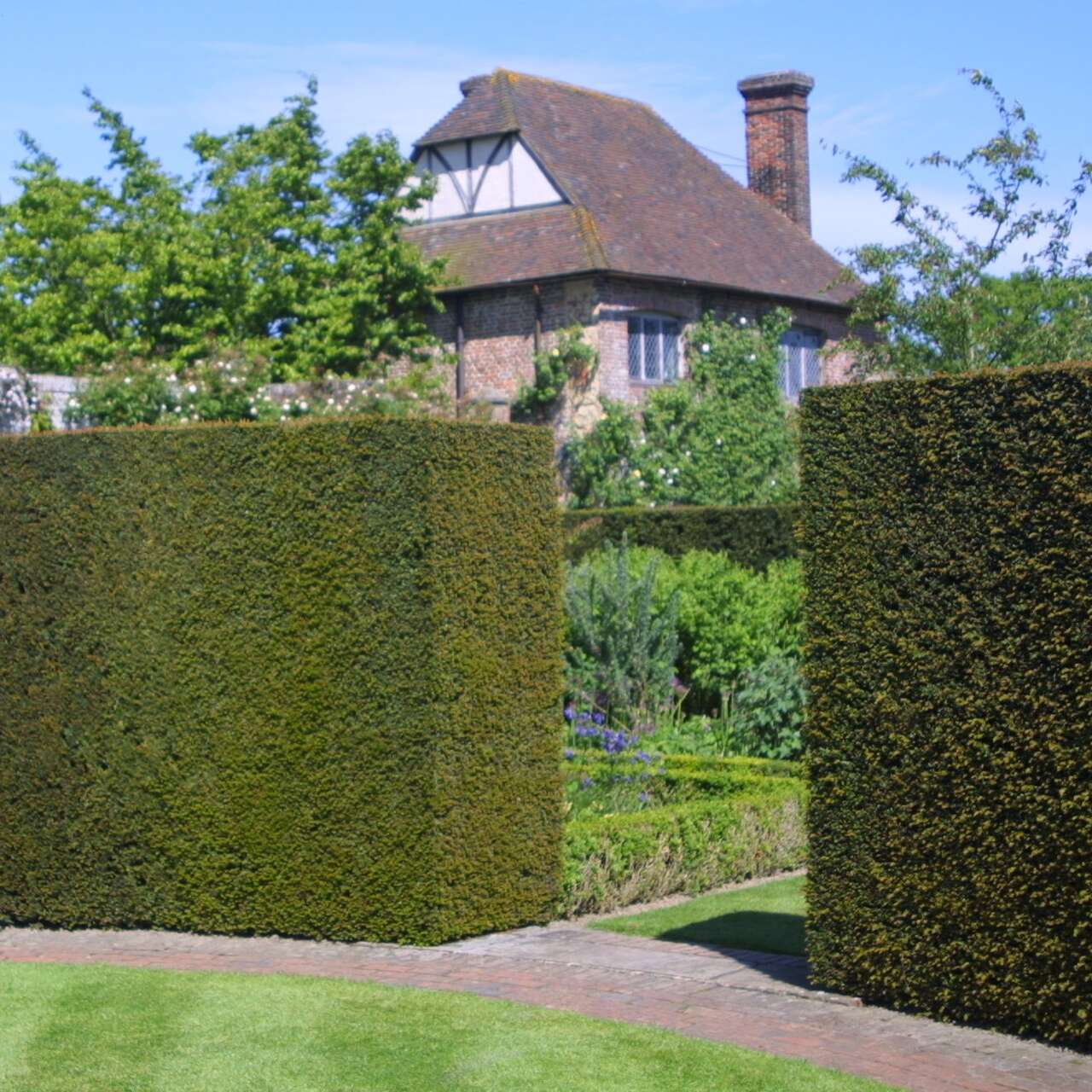 Heimische Eibe - Taxus baccata in Baumschulqualität aus Österreich kaufen