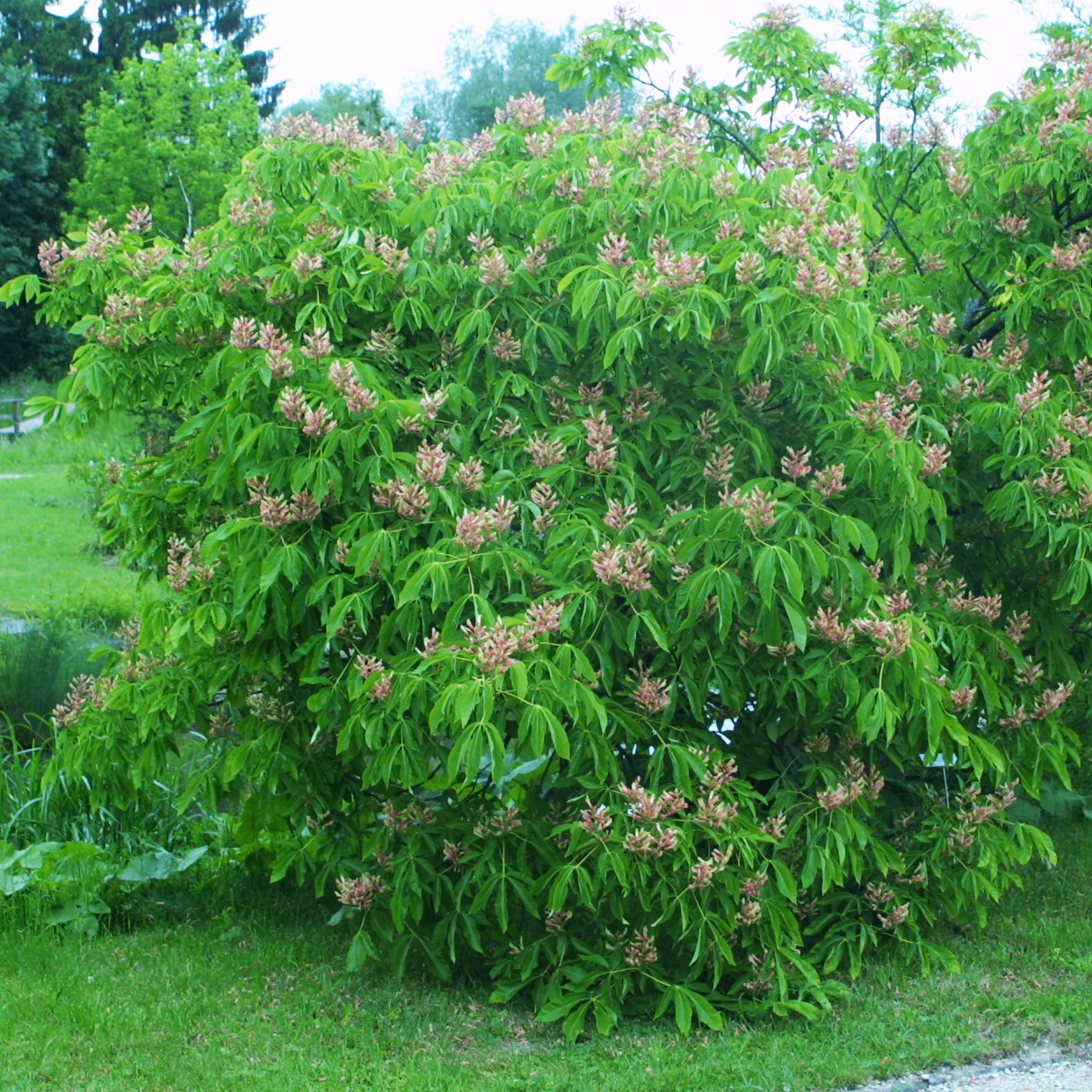 Rotblühende Strauchkastanie - Aesculus pavia discolor - mehrfärbig