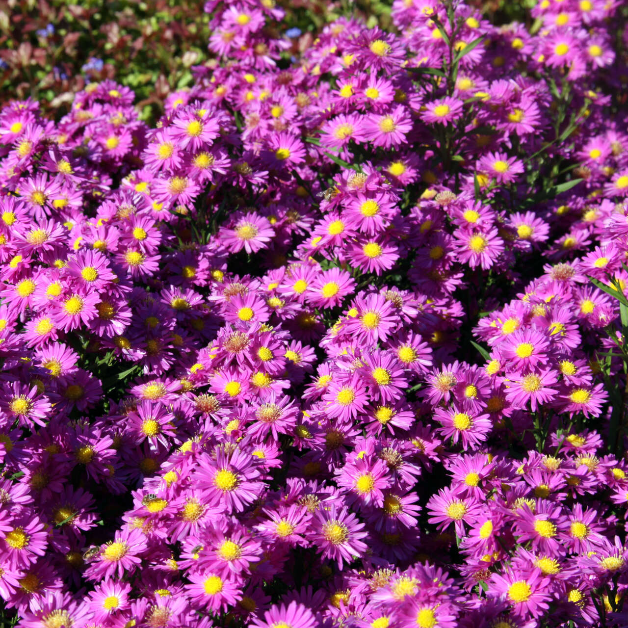 Glattblatt-Aster - Aster novi-belgii 'Karminkuppel' - rosa
