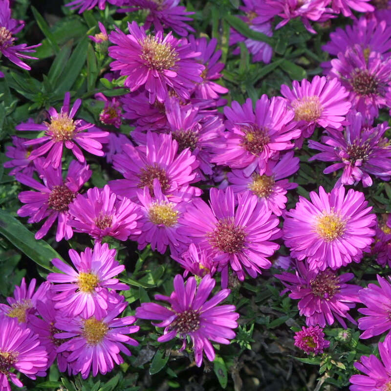 Kissenaster - Aster dumosus 'Starlight' - rot