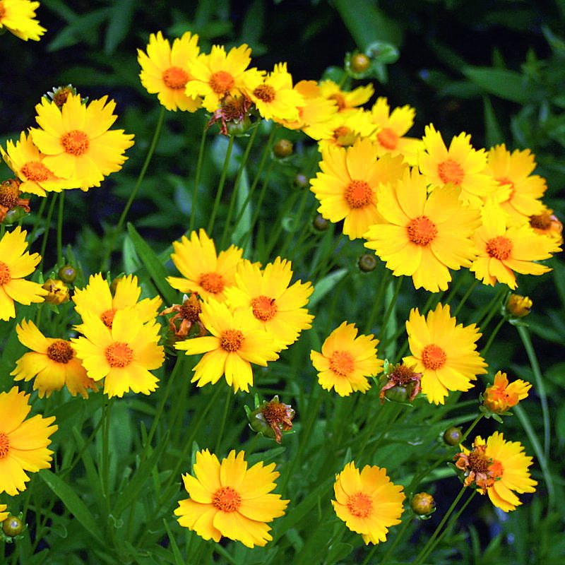 Mädchenauge - Coreopsis grandiflora 'Sunray' - gelb