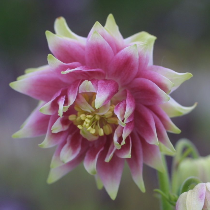 Gefüllte Akelei - Aquilegia vulgaris 'Nora Barlow' - rot