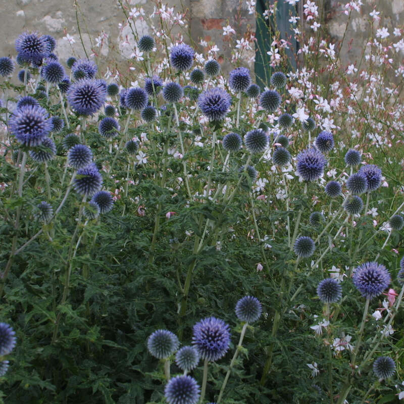 Kugeldistel - Echinops ritro - blau