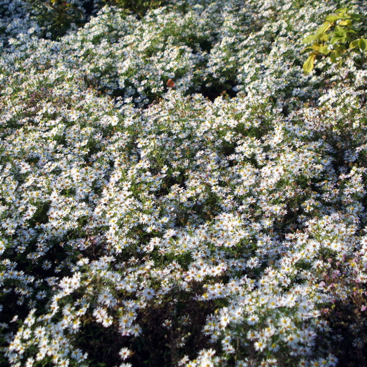 Aster - Aster ericoides 'Monte Cassino' - weiß