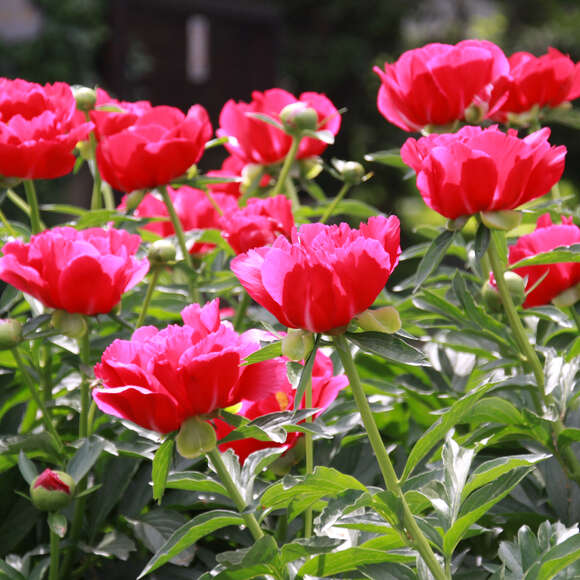 Pfingstrose - Paeonia lactiflora 'Scarlett O'Hara' - rot