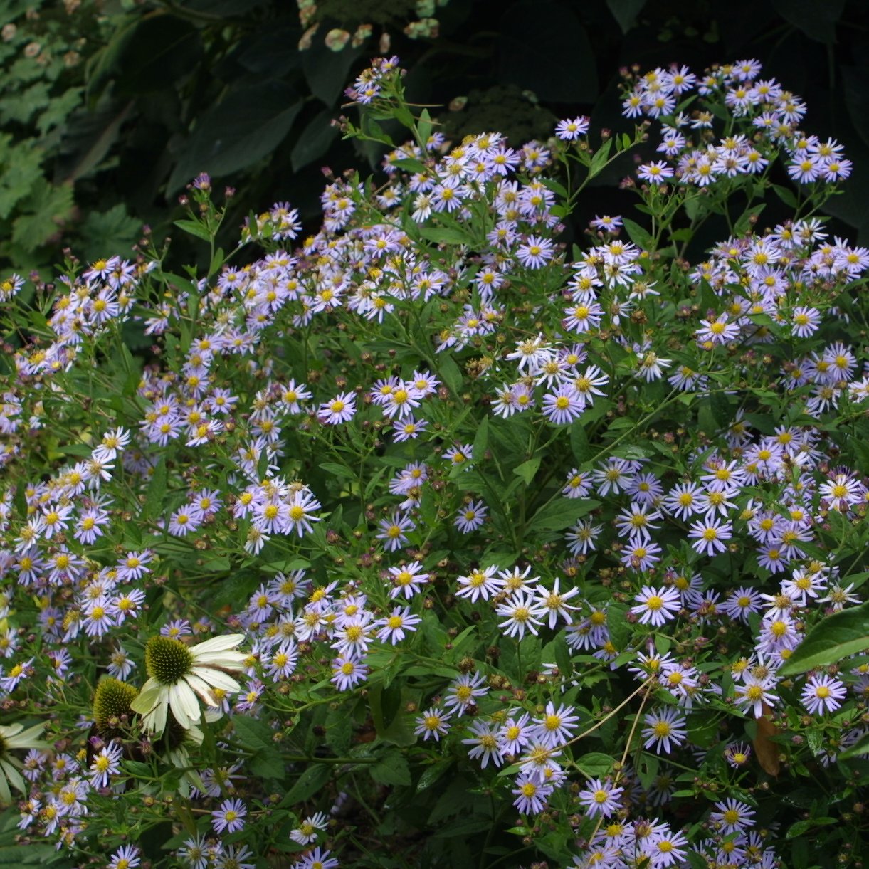 Herbstaster - Aster ageratoides 'Asran' - blau