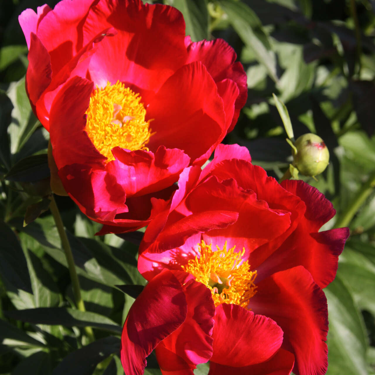 Pfingstrose - Paeonia lactiflora 'Scarlett O'Hara' - rot