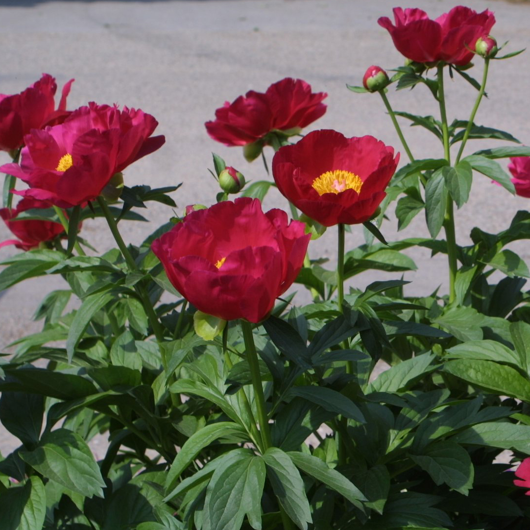 Pfingstrose - Paeonia lactiflora 'Scarlett O'Hara' - rot