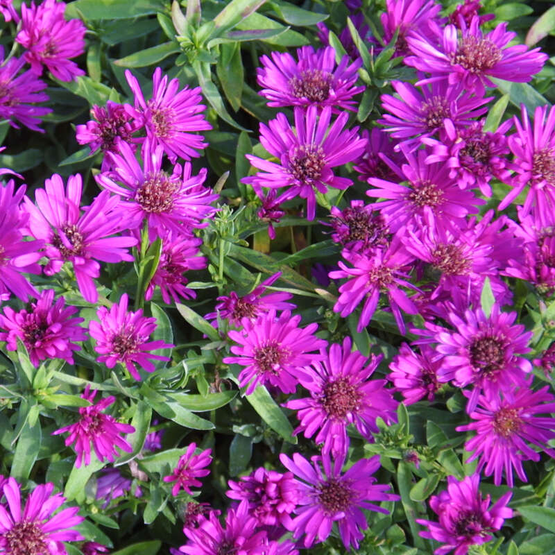 Kissenaster - Aster dumosus 'Starlight' - rot