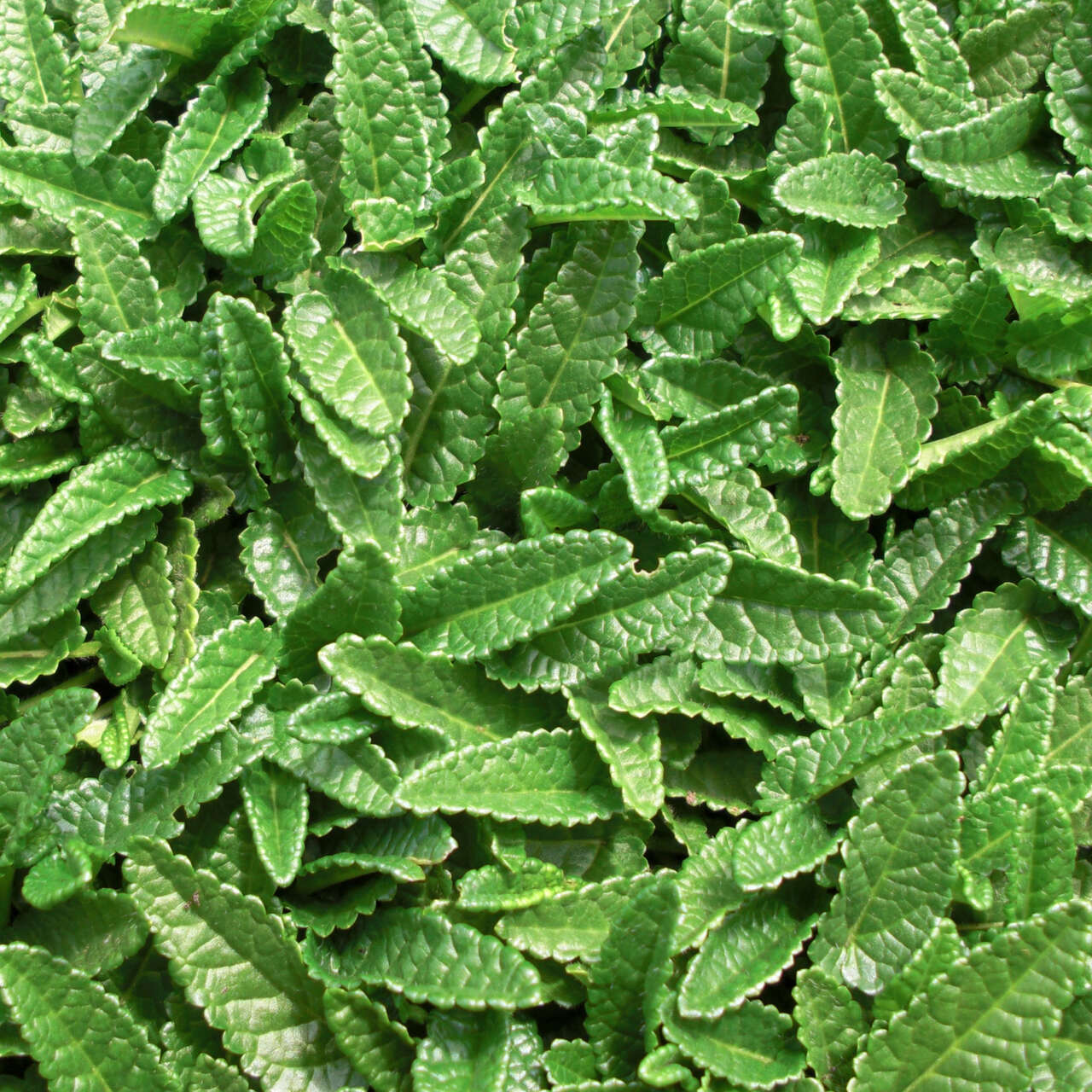 Ziest - Stachys discolor - weiß