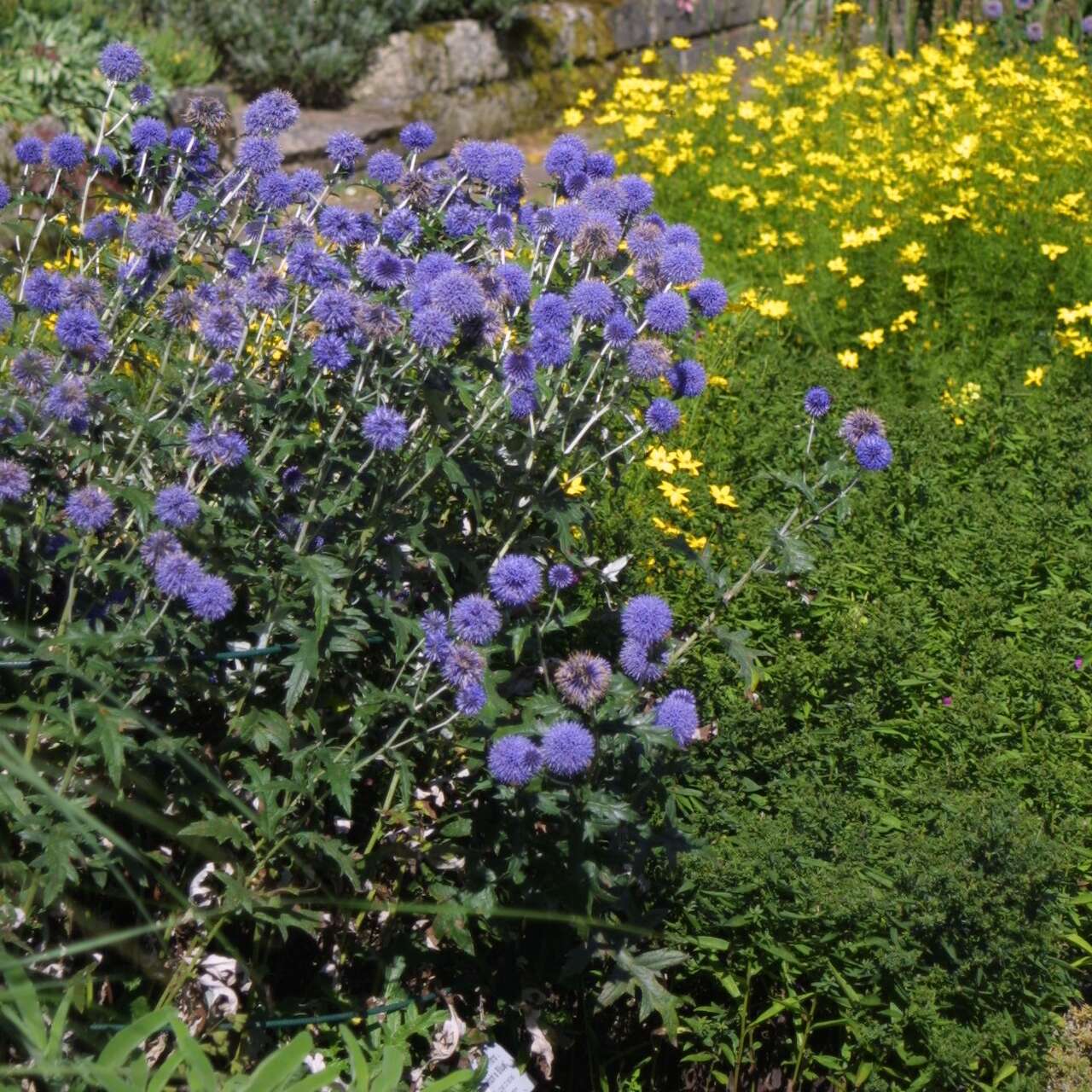 Kugeldistel - Echinops ritro - blau
