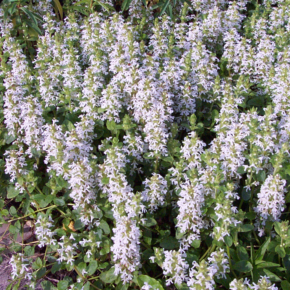 Günsel - Ajuga reptans 'Alba' - weiß